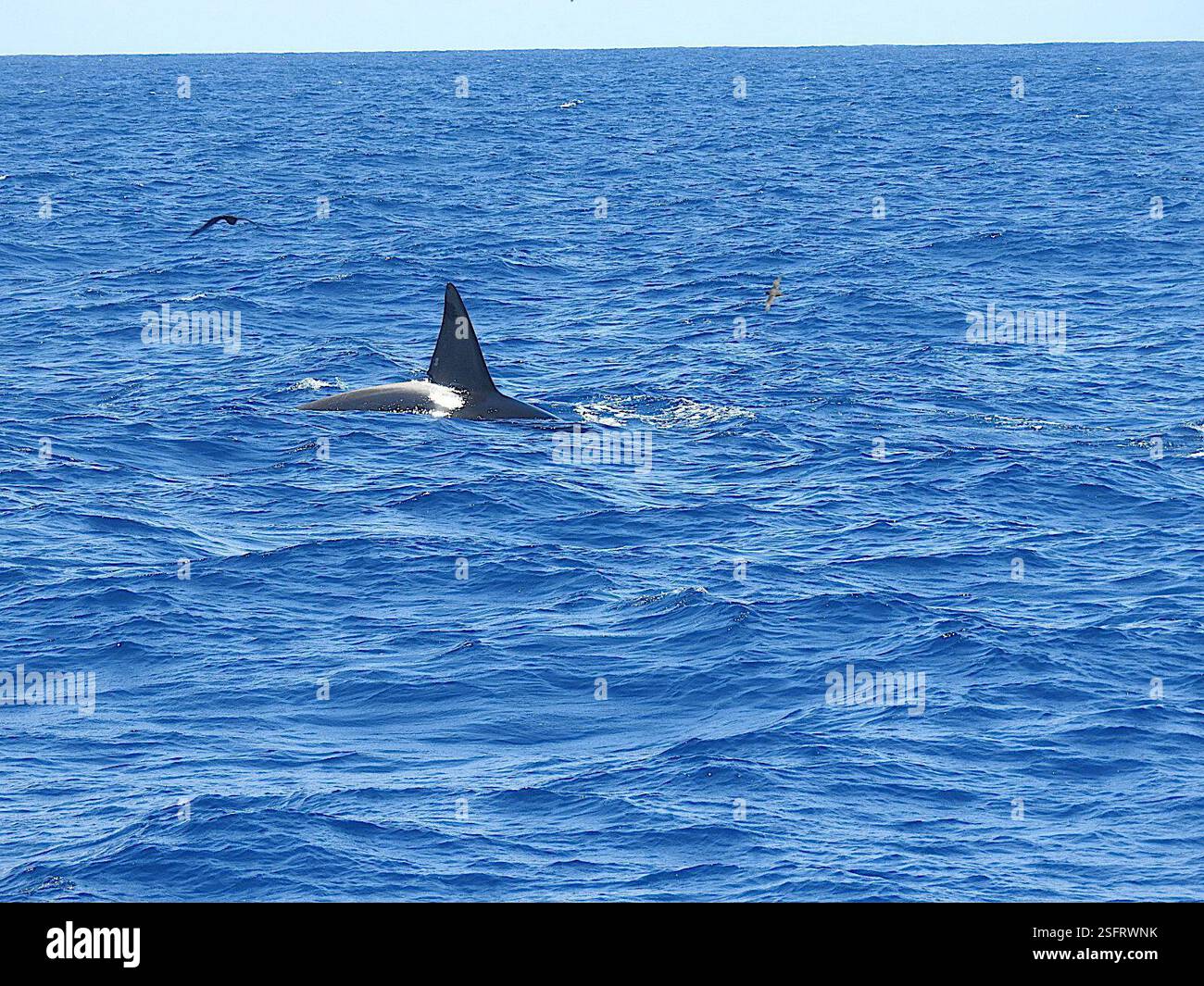 Orca (Orcinus orca), Mammalia, Bremer Bay WA 6338, Australia Stock ...