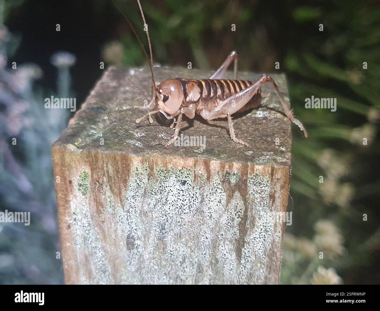 Wētā and King Crickets (Anostostomatidae), Insecta, Mākara, Wellington ...