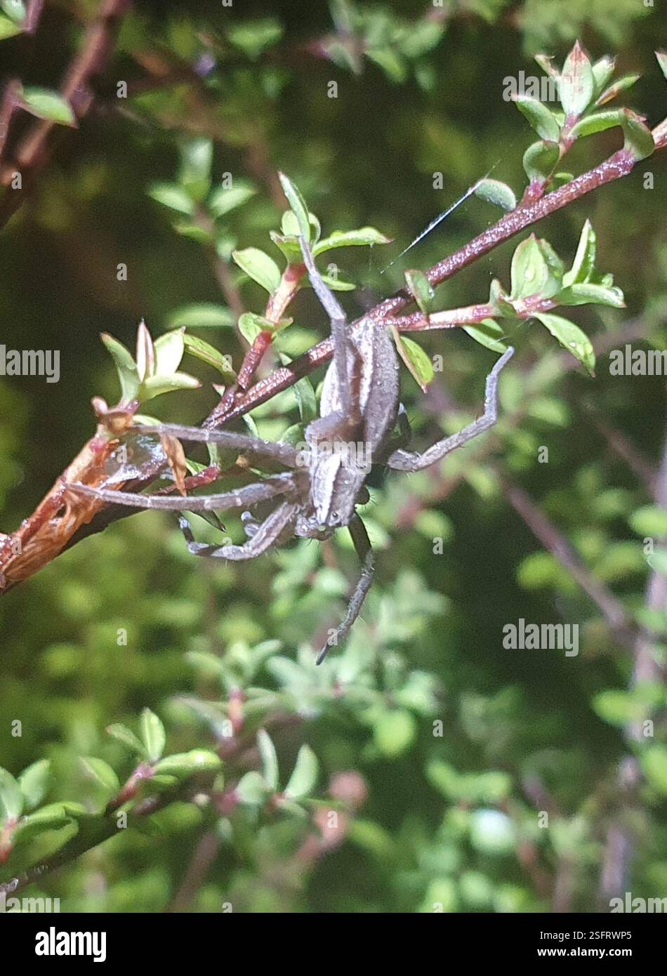 Fishing Spiders (Dolomedes), Arachnida, Mākara, Wellington, New Zealand ...
