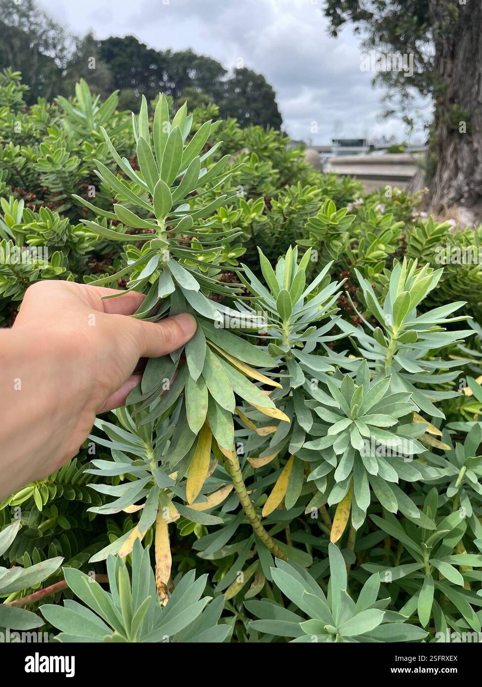 Shore Spurge (Euphorbia glauca), Plantae, Cornwall Park, Auckland ...