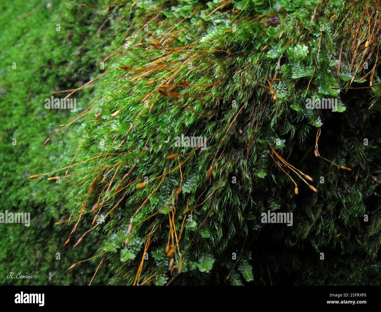 Curve-leaved Ditrichum (Ditrichum heteromallum), Plantae, Pontevedra ...