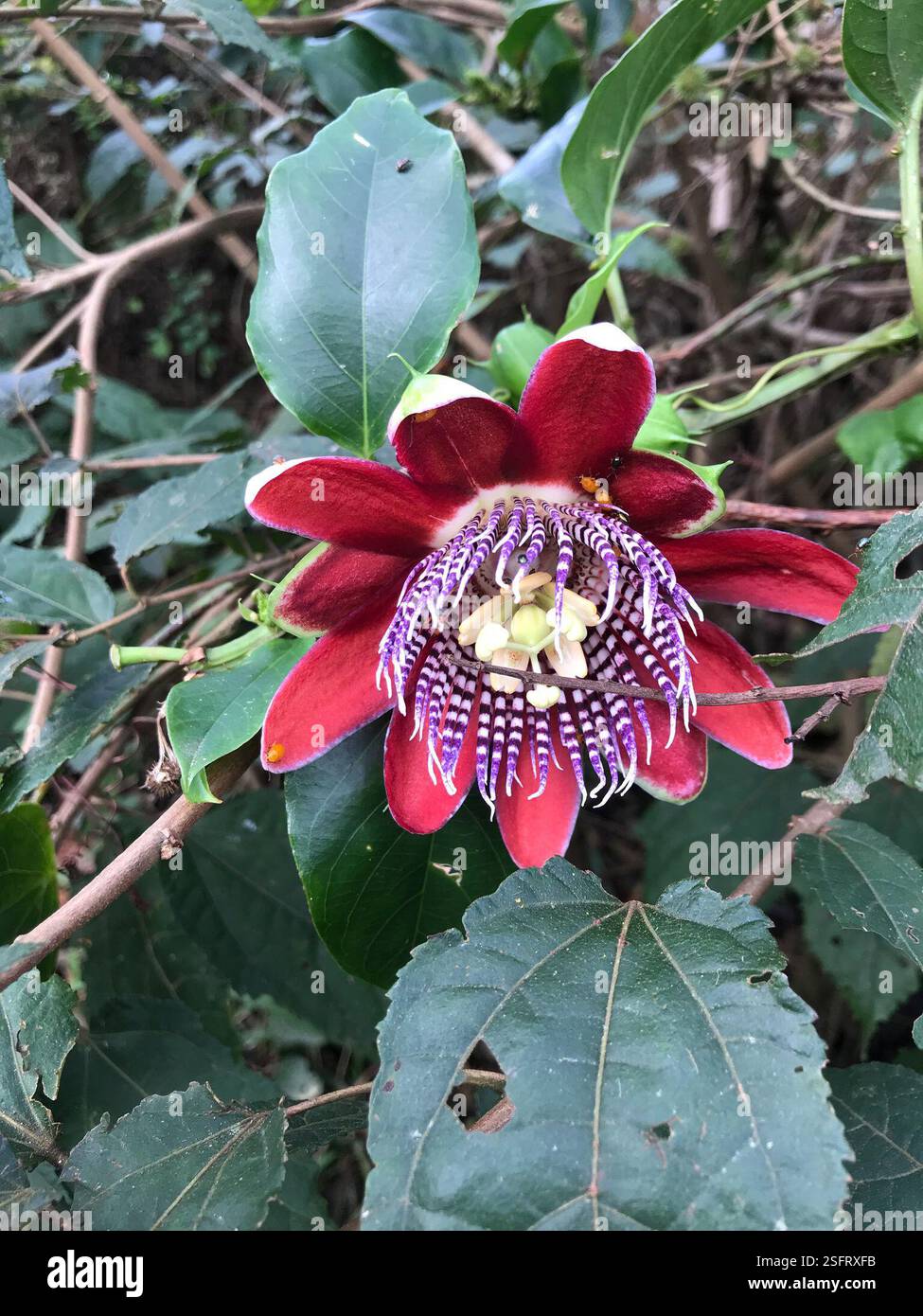 Winged-Stem Passion Flower (Passiflora alata), Plantae, Iguaçu National ...