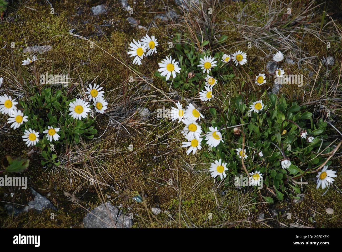 Arctic Daisy (Arctanthemum arcticum), Plantae, Провиденский р-н ...