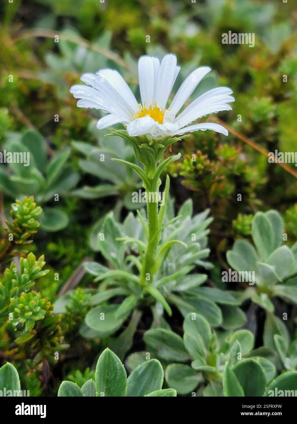 Durietz's Mountain Daisy (Celmisia durietzii), Plantae, 7875, New ...