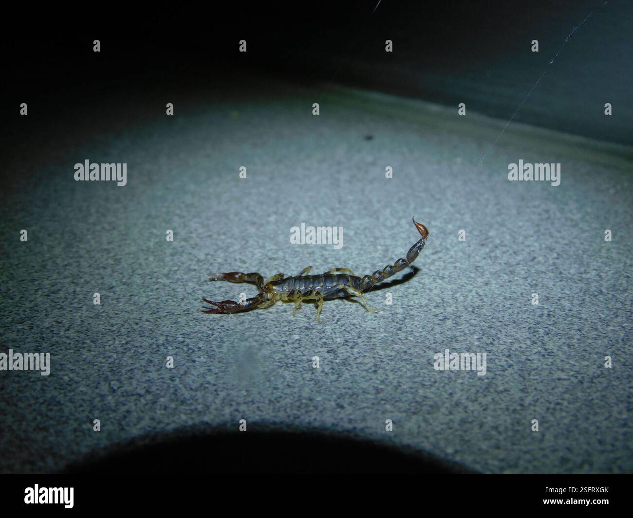 Forest Scorpion (Cercophonius squama), Arachnida, Hobart TAS, Australia ...