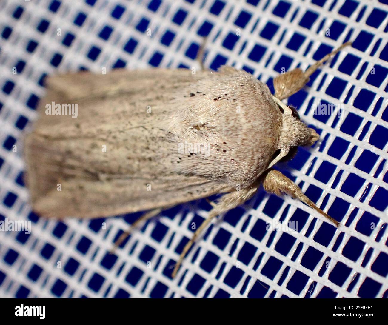 Wainscot Moths (Leucaniini), Insecta, Santo Antão, Cape Verde, CV Stock ...