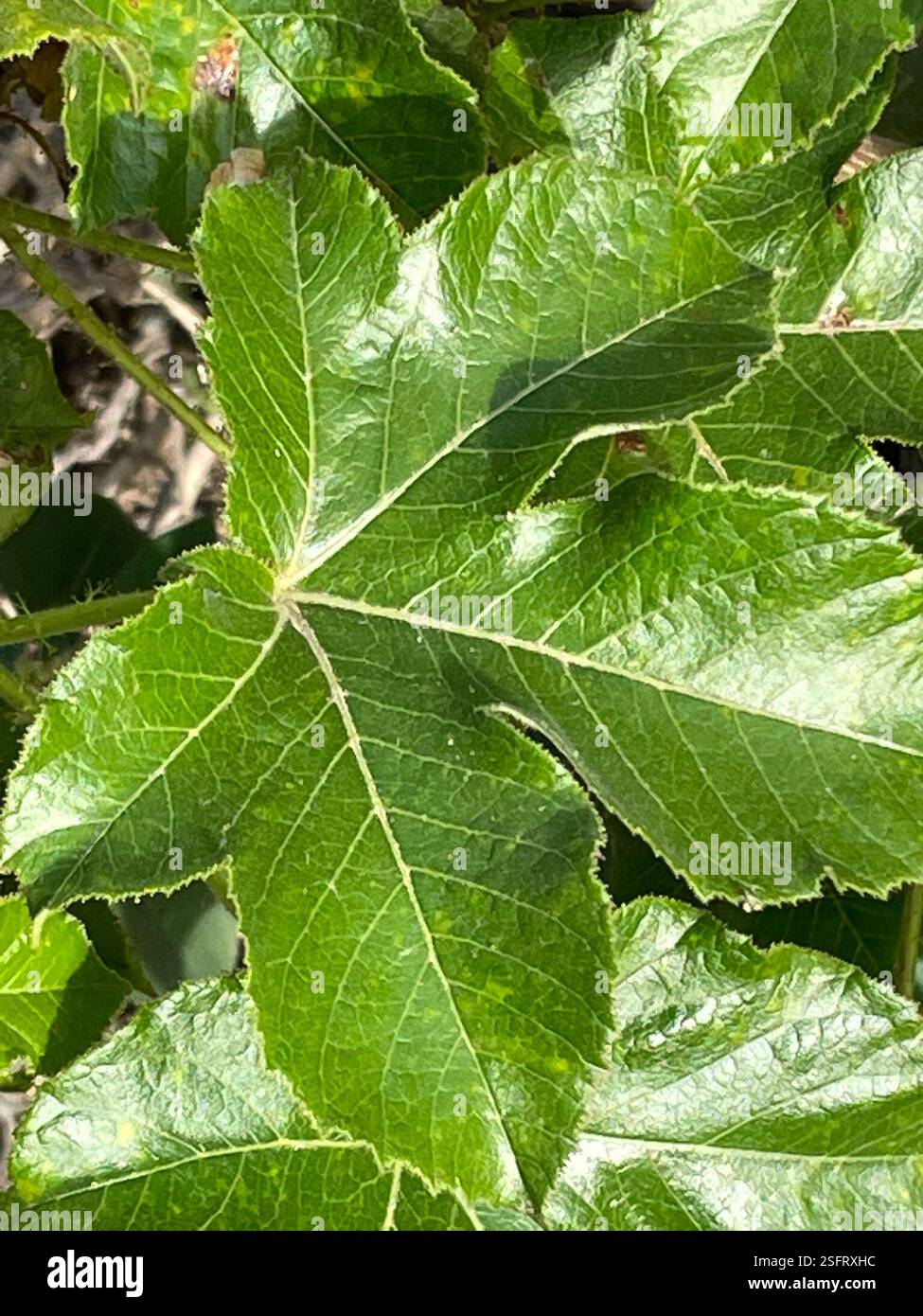 Bellyache Bush (Jatropha gossypiifolia), Plantae, Santo Antão, Cape ...