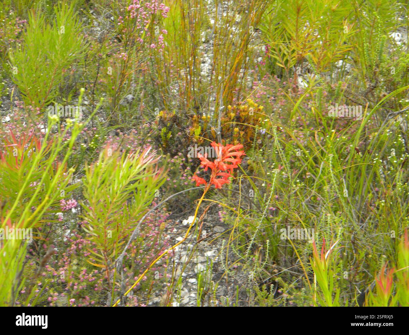 Red Reedpipe (Tritoniopsis triticea), Plantae, Palmiet river trail ...