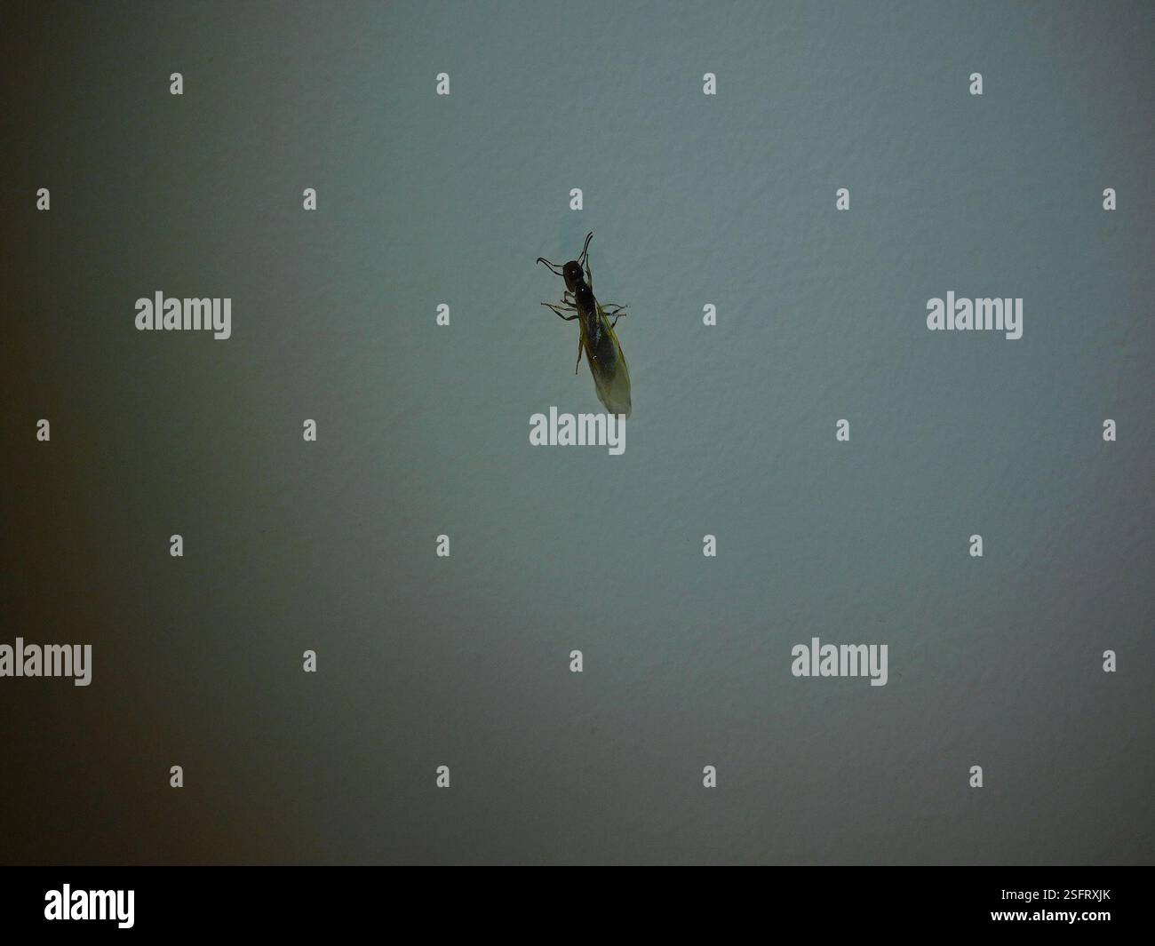 Gate-keeper Ants (Colobopsis), Insecta, Hobart TAS, Australia Stock ...