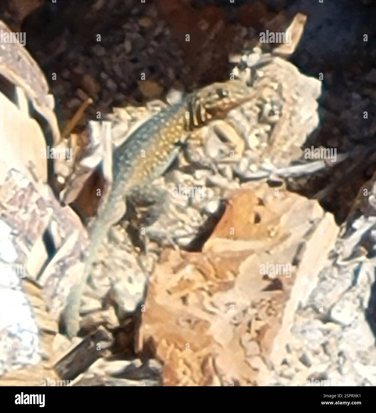 Western Side-blotched Lizard (Uta stansburiana elegans), Reptilia ...