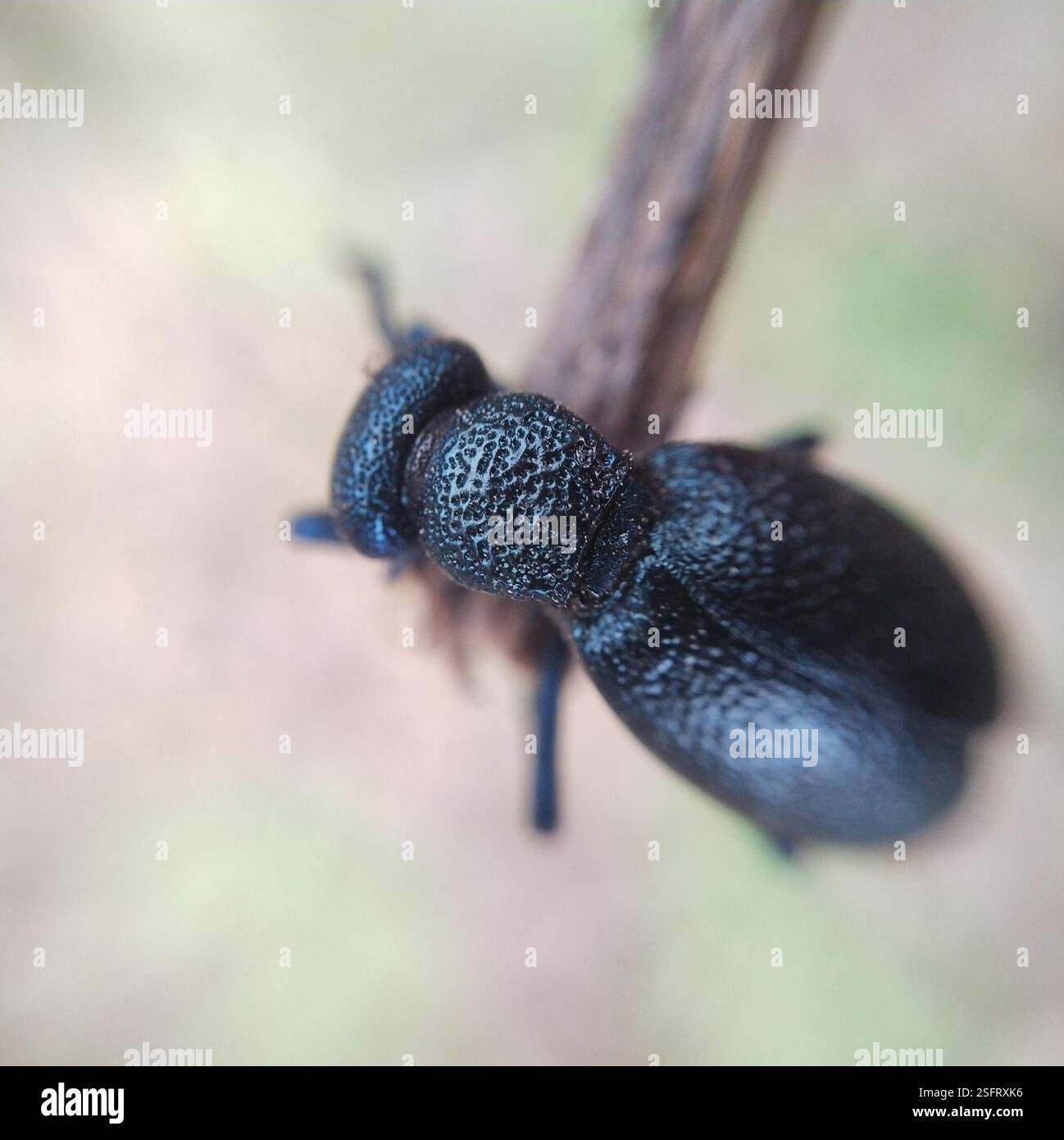 Black Oil Beetle (Meloe proscarabaeus), Insecta, Kosanin dol ...