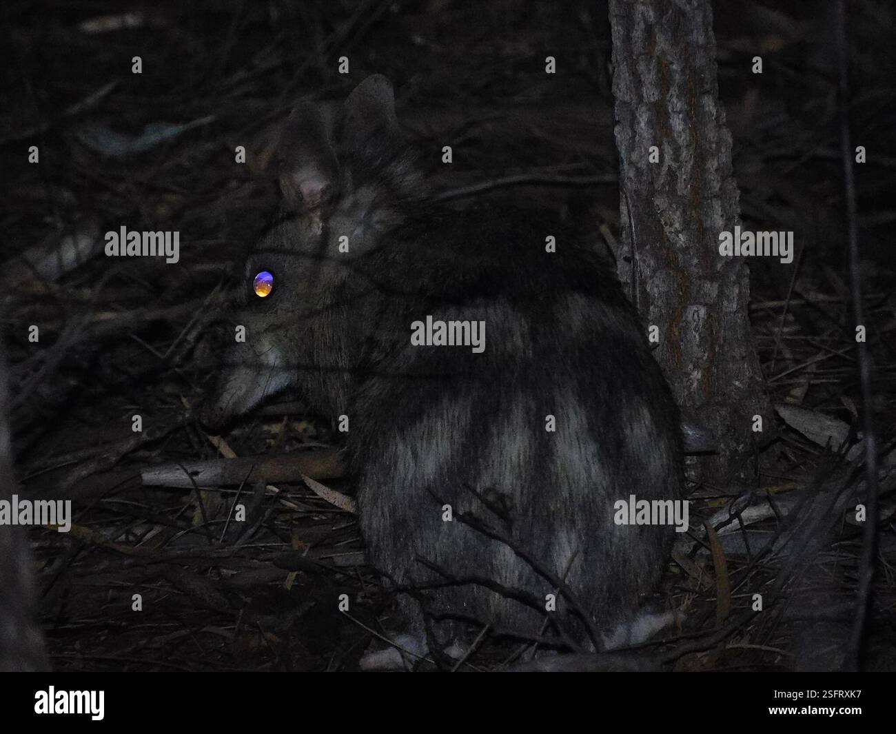 Eastern Barred Bandicoot (Perameles gunnii), Mammalia, Hobart TAS ...