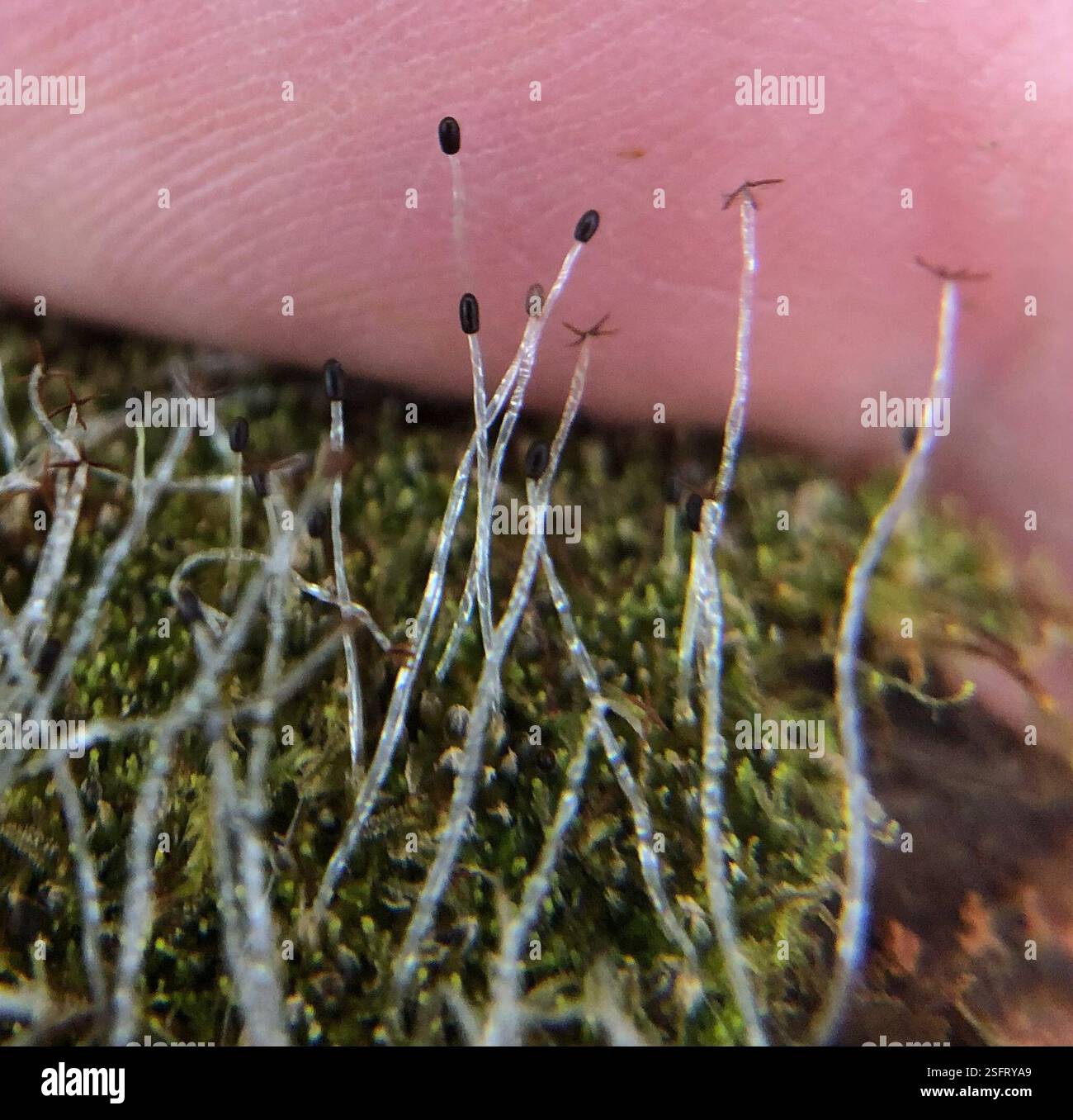 Rustwort (Nowellia curvifolia), Plantae, Stonehaven, Charlotte, NC, USA ...