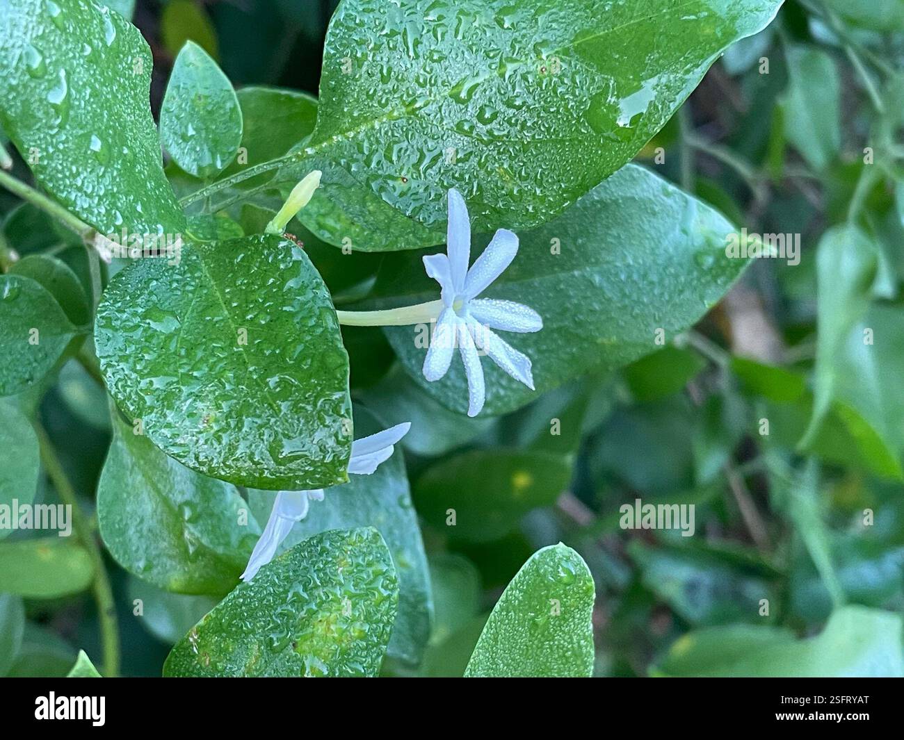 River Jasmine (Jasminum fluminense), Plantae, Carretera Playa Girón ...