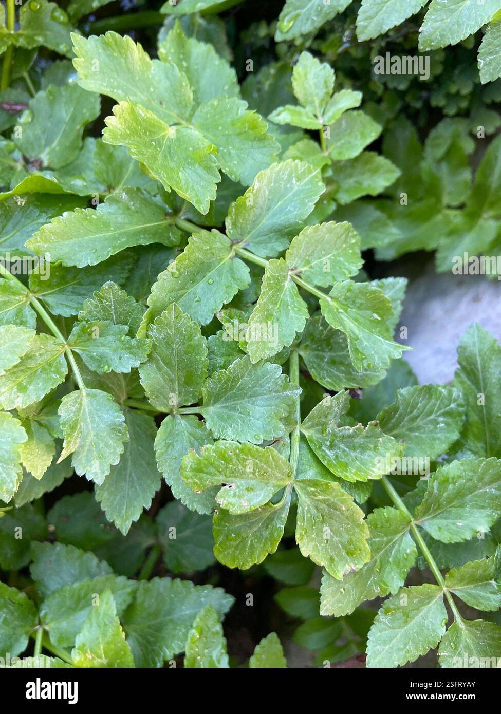 Fool's Watercress (Helosciadium nodiflorum), Plantae, Parc Natural de ...