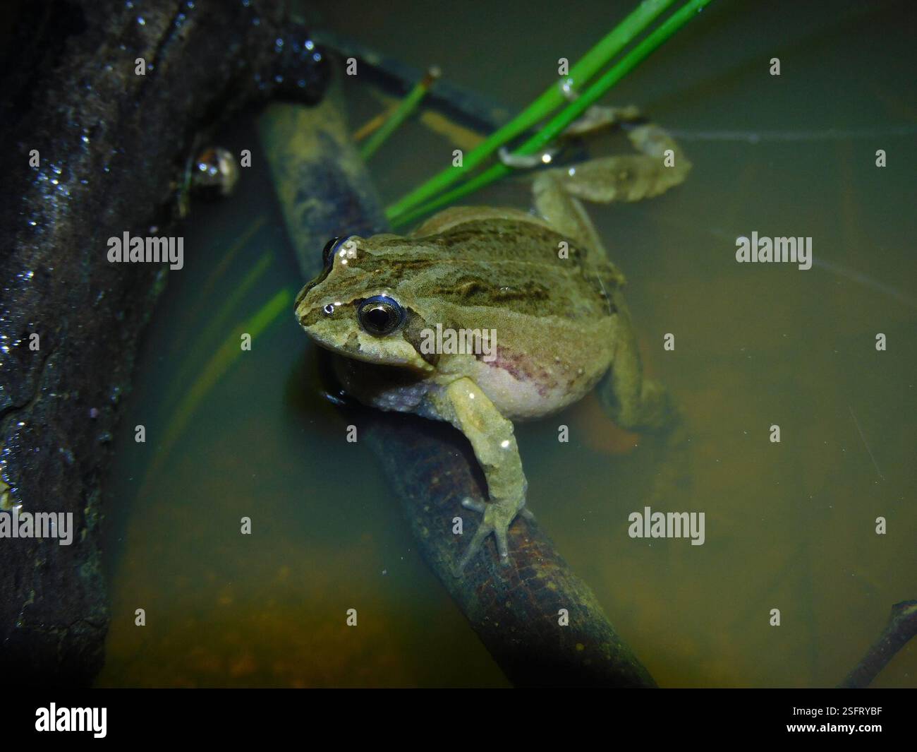 Common Eastern Froglet (Crinia signifera), Amphibia, Hobart TAS ...