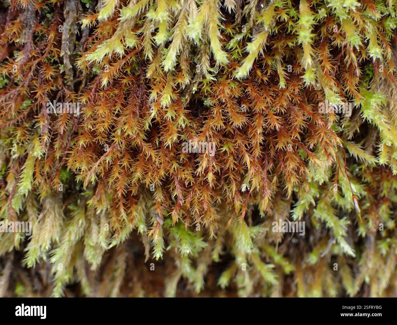 (Schistidium), Plantae, Comox Valley, BC, Canada, On rock Stock Photo ...