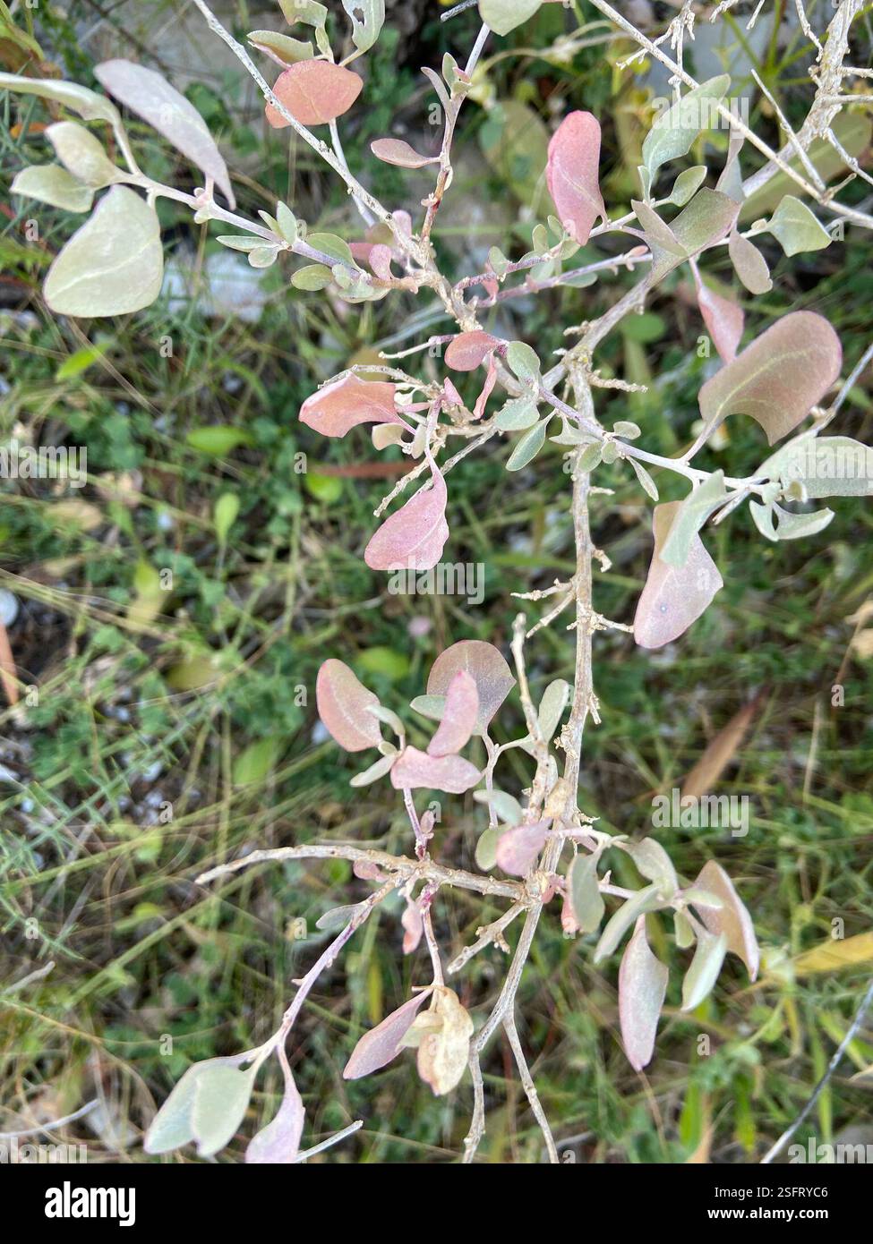 Mediterranean Saltbush (Atriplex halimus), Plantae, Mallorca, Ses ...