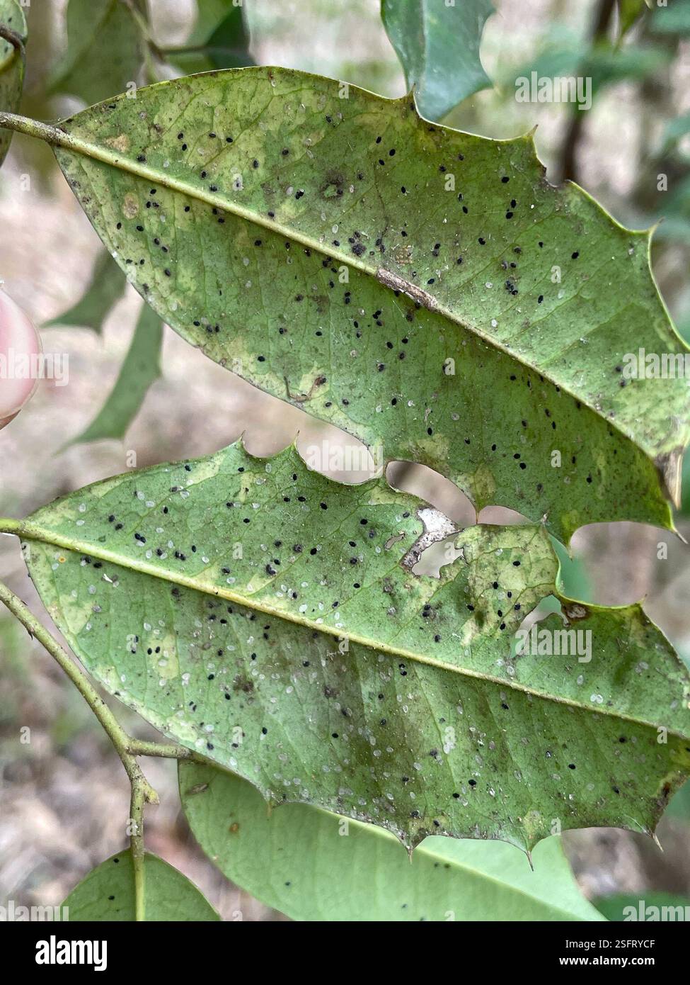 Whiteflies (Aleyrodoidea), Insecta, Pintail Ln, Natchez, MS, US, Black ...