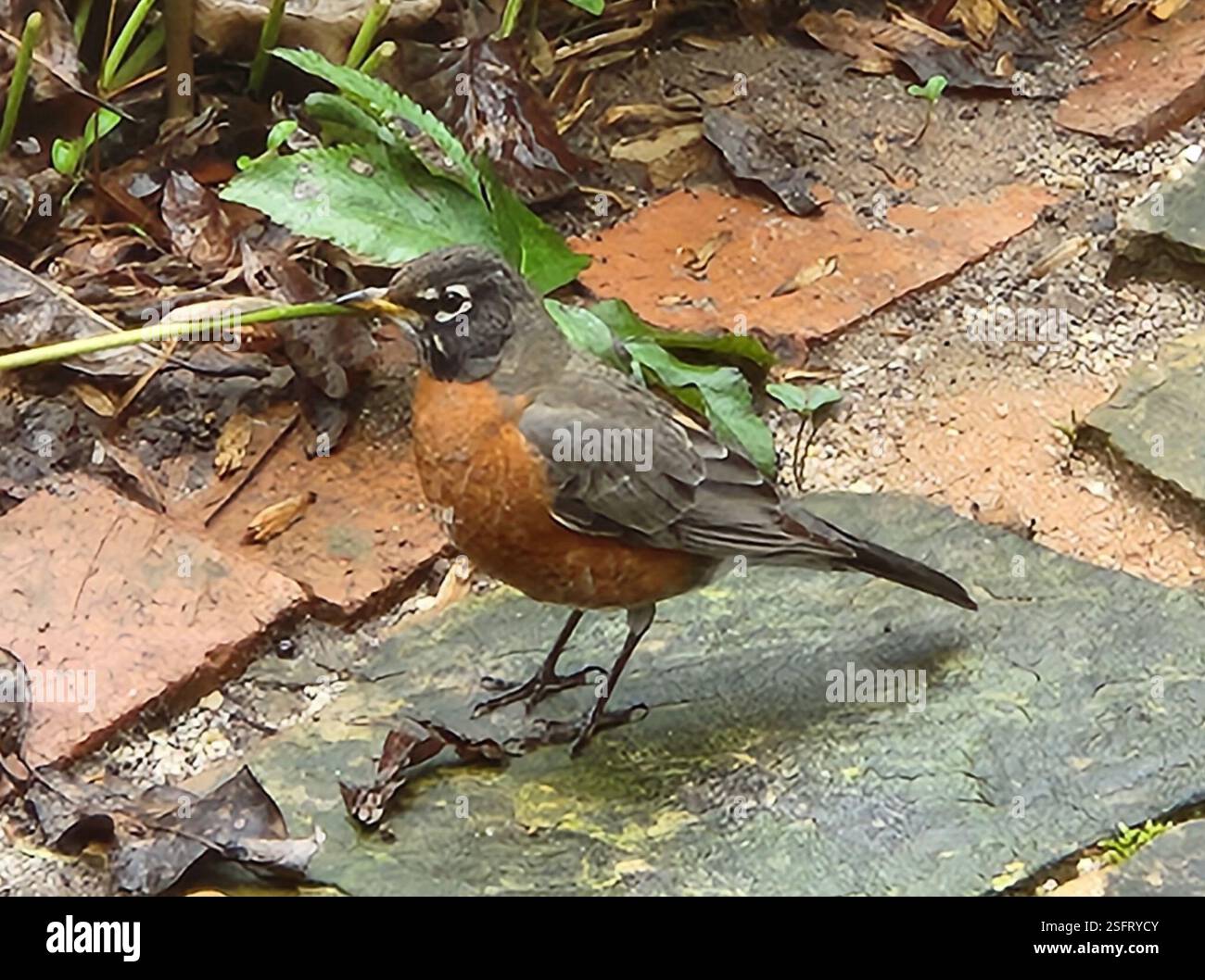 American Robin (Turdus migratorius), Aves, Wake County, US-NC, US Stock ...