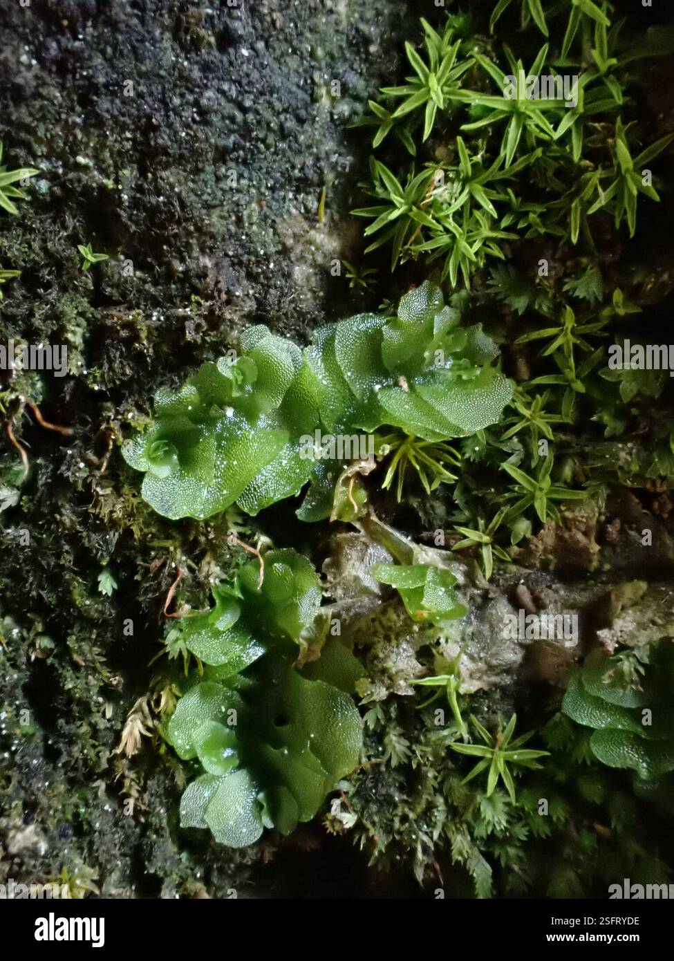 liverworts (Marchantiophyta), Plantae, Santo Antão, Cape Verde, CV ...