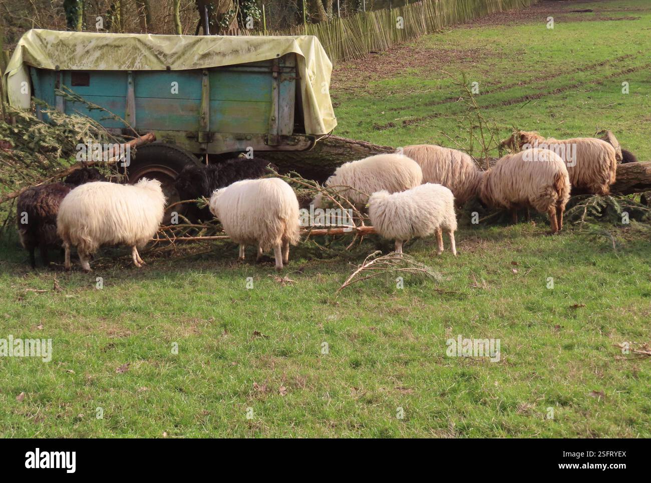 ...Kleinschafrasse Skudden bei Futteraufnahme Skudden Herde bei ...