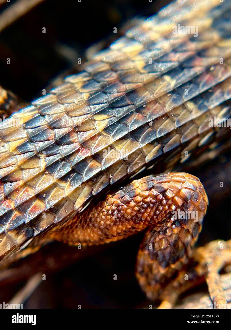 Southern Alligator Lizard (Elgaria multicarinata), Reptilia, San Luis ...