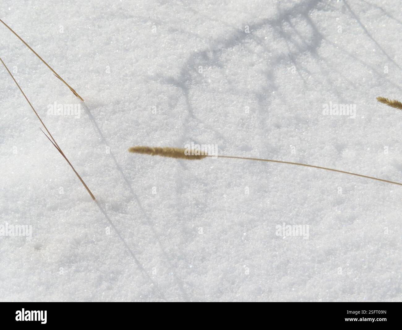 Timothy grass (Phleum pratense), Plantae, Summit County, CO, USA Stock ...