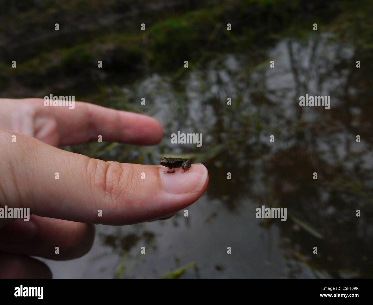 Common Eastern Froglet (Crinia signifera), Amphibia, Hobart TAS ...