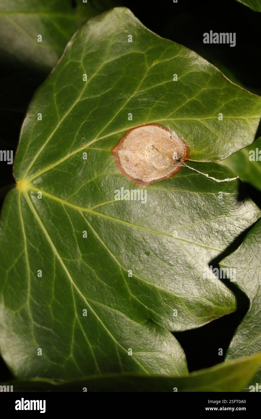 (Boeremia hedericola), Fungi, Taylor Park, Grosvenor Road, St Helens ...