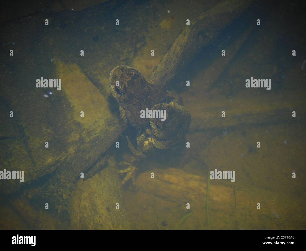 Common Eastern Froglet (Crinia signifera), Amphibia, Hobart TAS ...