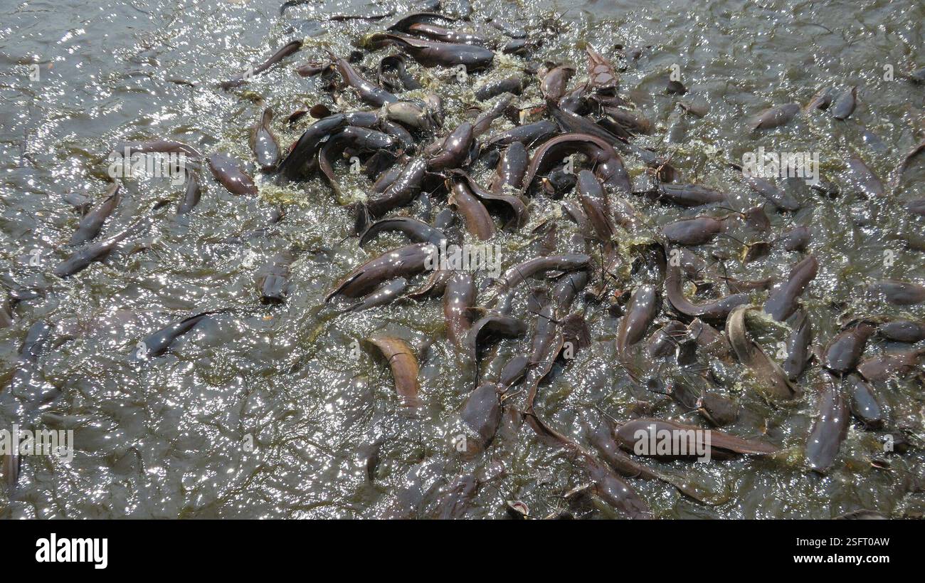 Sharptooth Catfish (Clarias gariepinus), Actinopterygii, Чианг Май ...