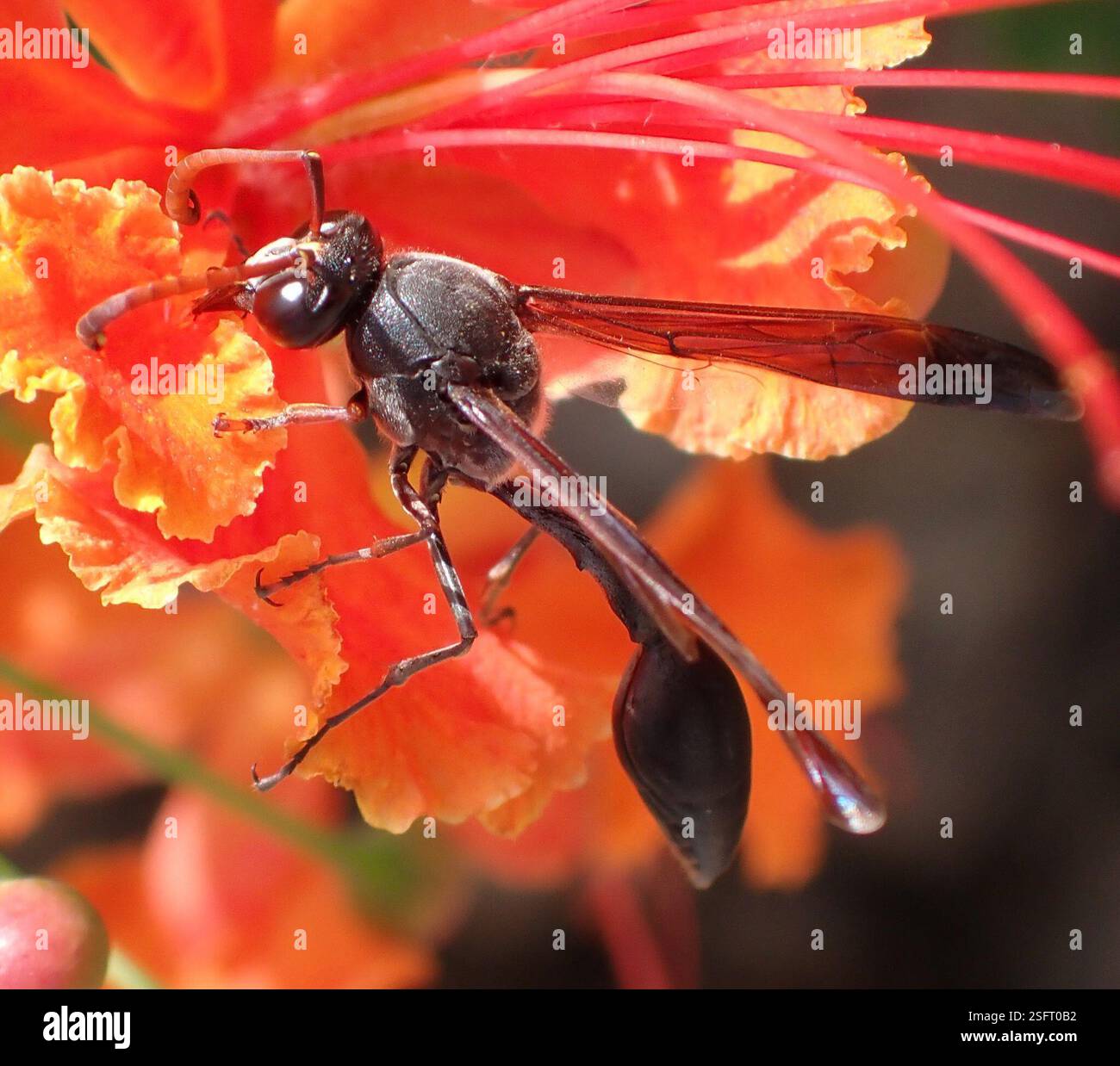 Black Mud Wasp (Delta emarginatum), Insecta, Santo Antão, Cape Verde ...