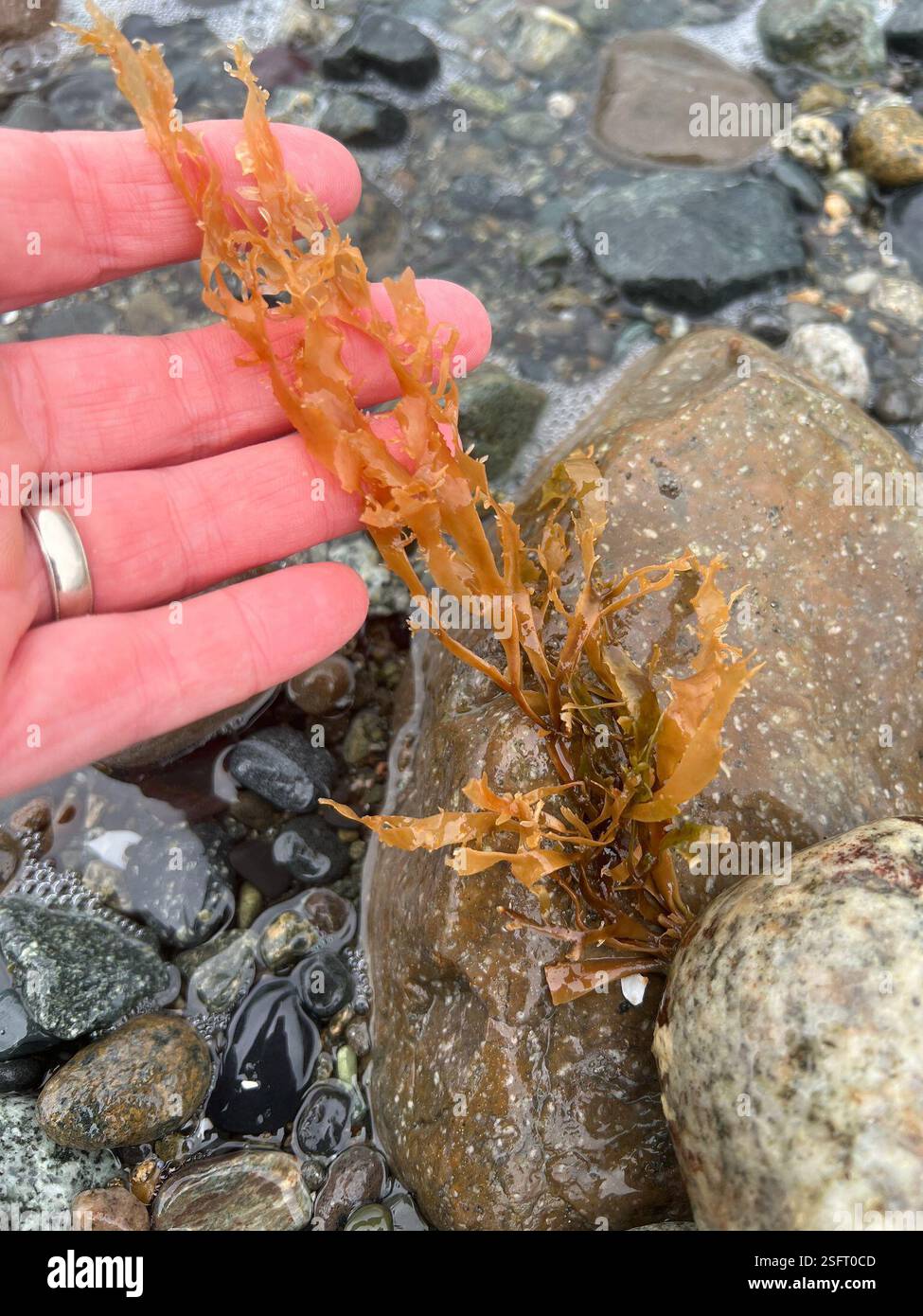 (Prionitis), Plantae, Salish Sea, Central Saanich, BC, CA Stock Photo ...