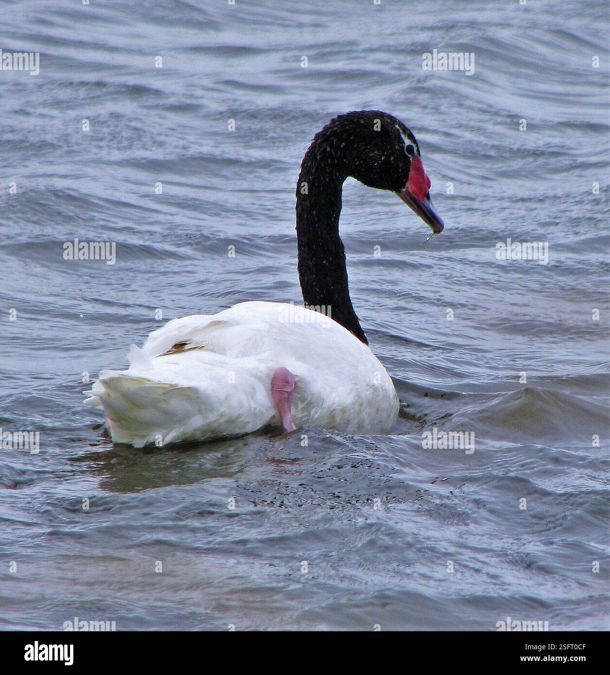 Black-necked Swan (Cygnus melancoryphus), Aves, Mar Chiquita, Provincia ...