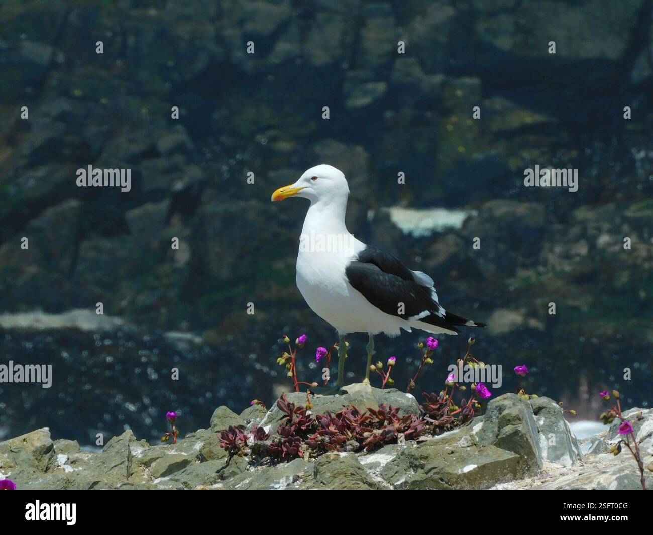 Southern Kelp Gull (Larus dominicanus dominicanus), Aves, Los Molles ...