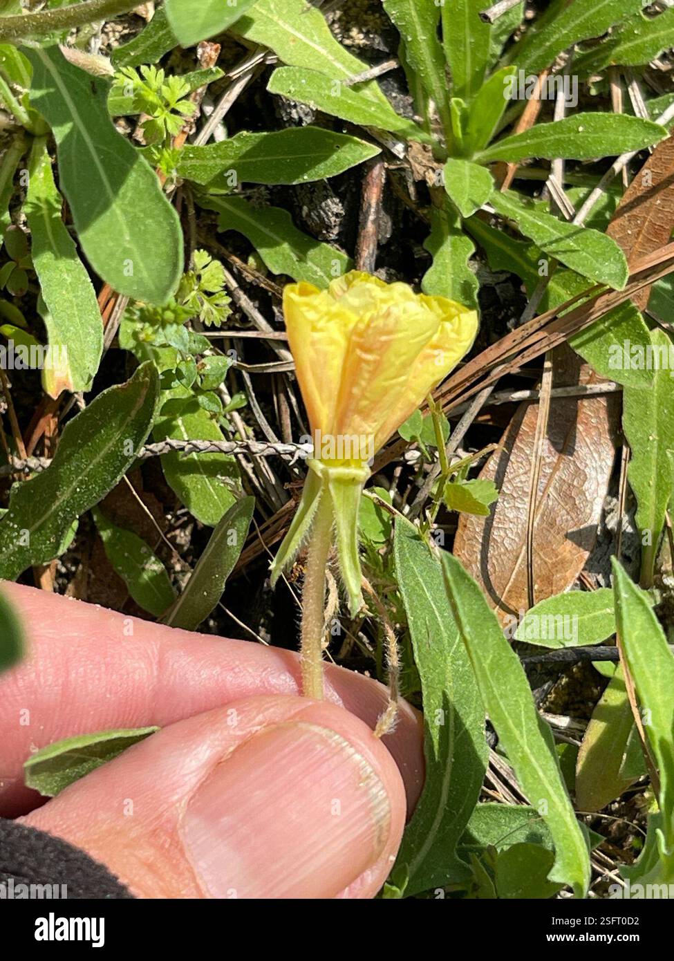 cutleaf evening primrose (Oenothera laciniata), Plantae, Springfield Rd ...
