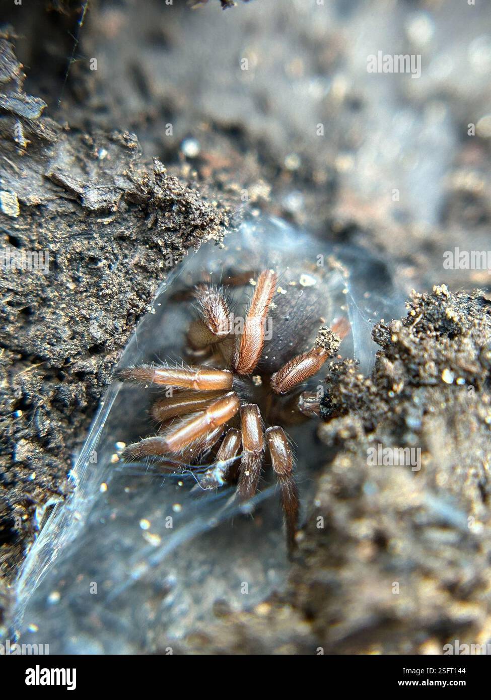 (Aptostichus), Arachnida, Montaña de Oro State Park, Los Osos, CA, US ...