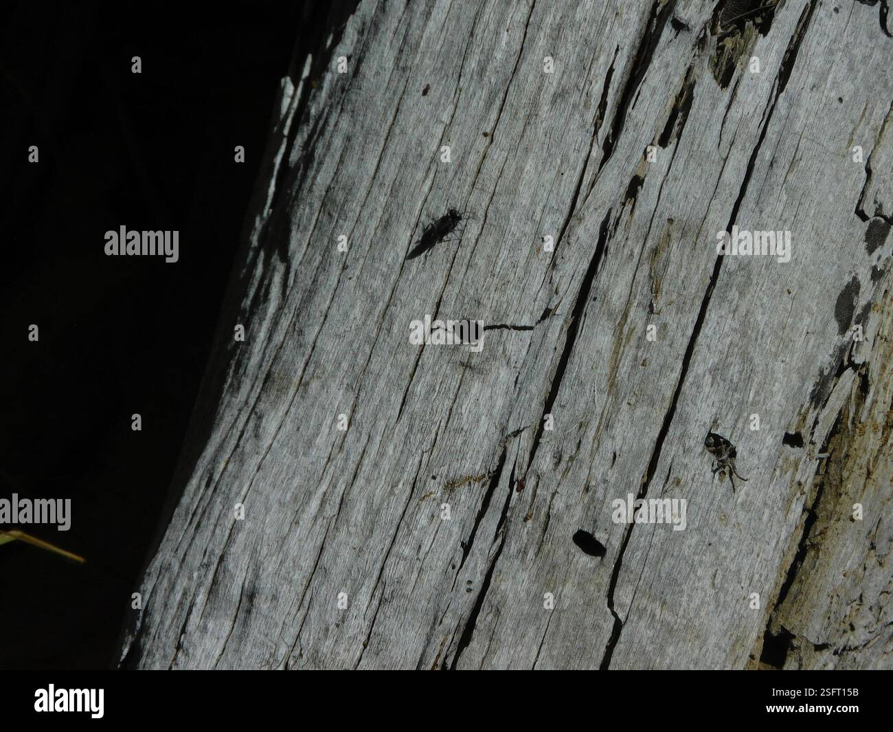 Bees and Apoid Wasps (Apoidea), Insecta, Hobart TAS, Australia Stock ...