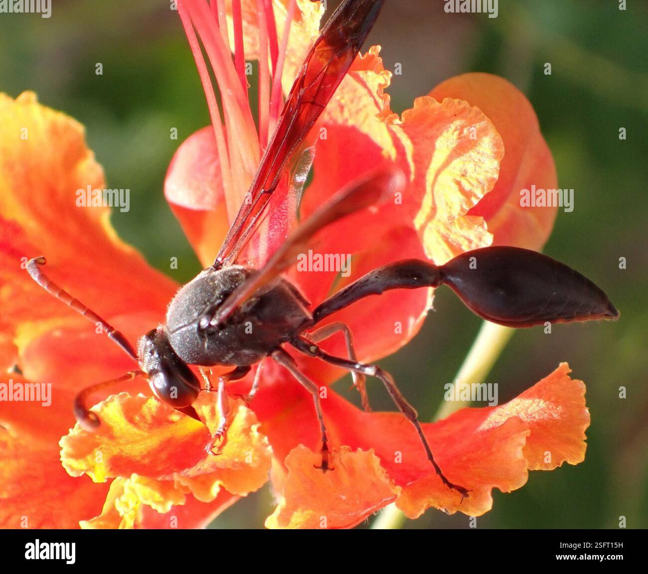 Black Mud Wasp (Delta emarginatum), Insecta, Santo Antão, Cape Verde ...