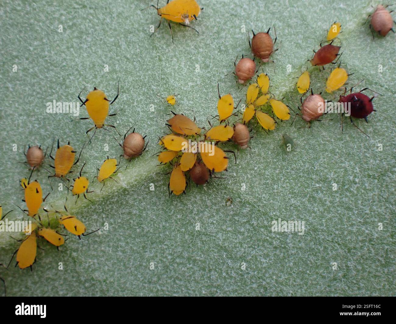 (Aphis), Insecta, Santo Antão, Cape Verde, CV Stock Photo - Alamy