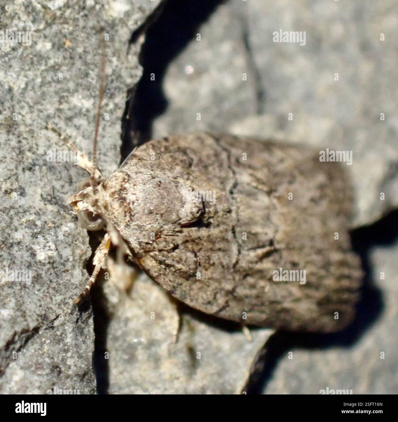 (Garella), Insecta, Santo Antão, Cape Verde, CV Stock Photo - Alamy