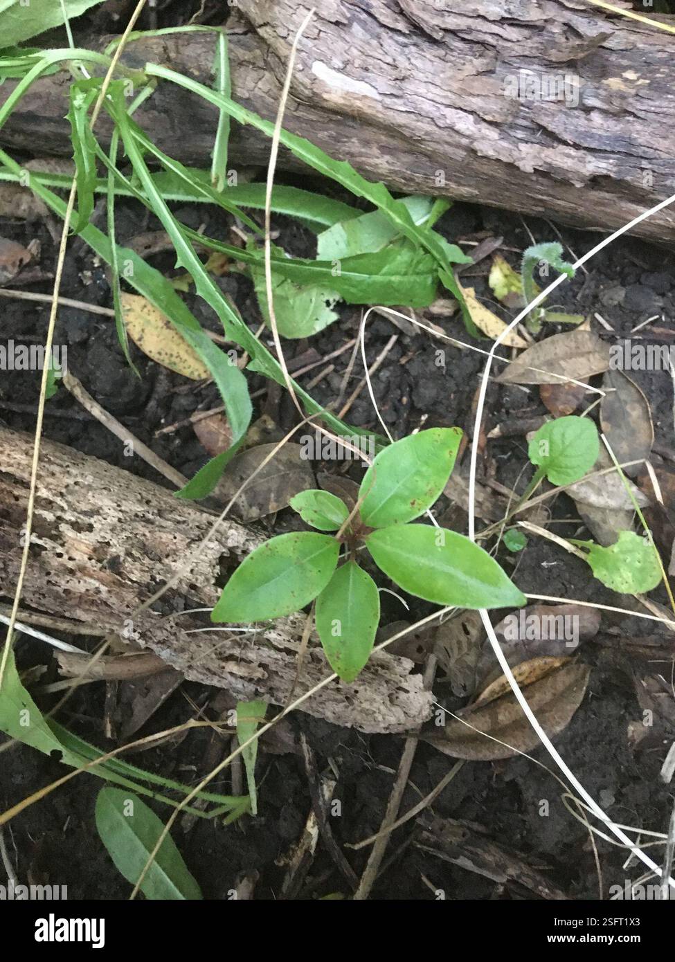 Camphor (Camphora officinarum), Plantae, RRPOHTOP Rimu Ridge, Eskdale ...