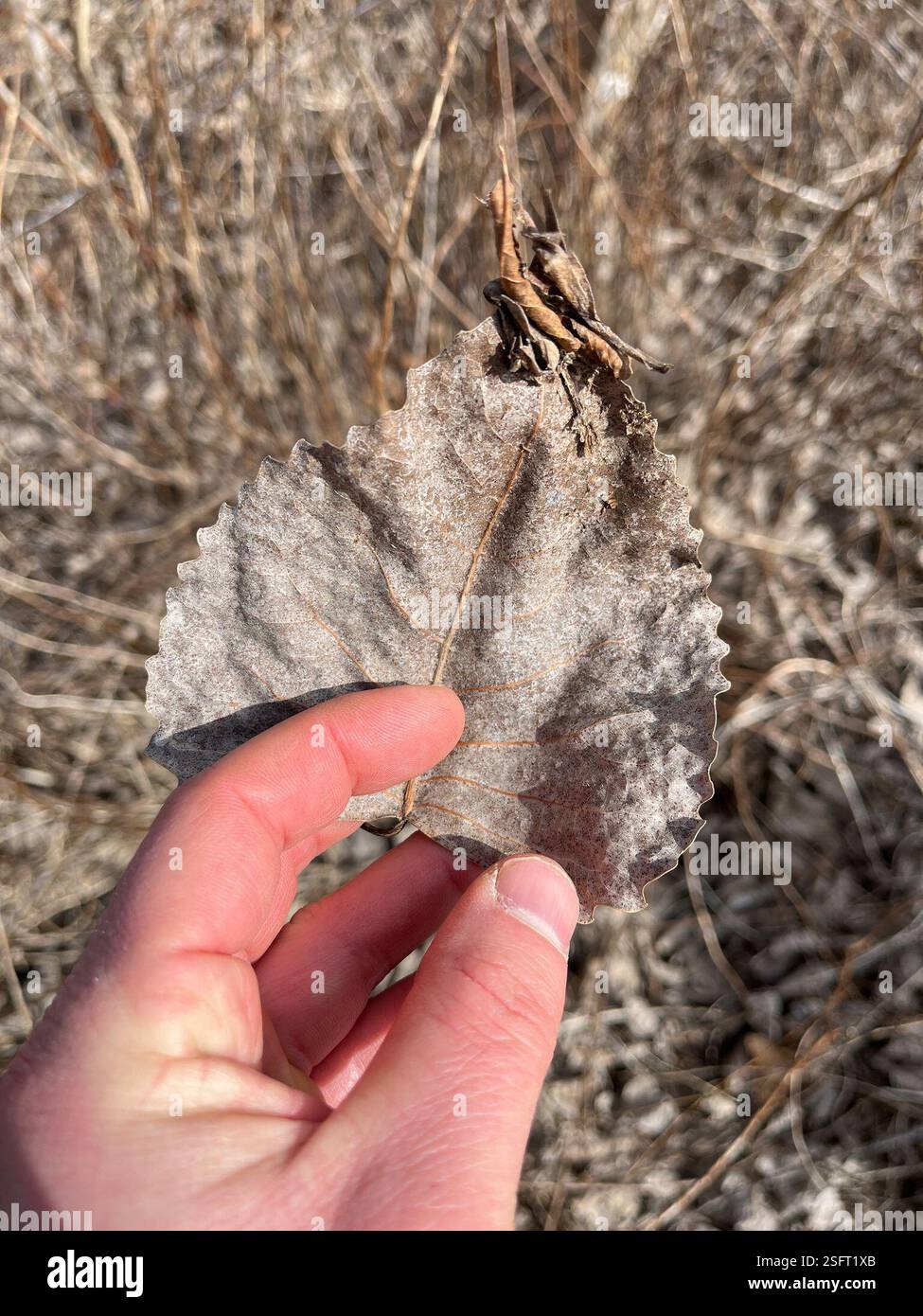 Eastern Cottonwood (Populus deltoides), Plantae, McBride Rd, Wales, MA ...