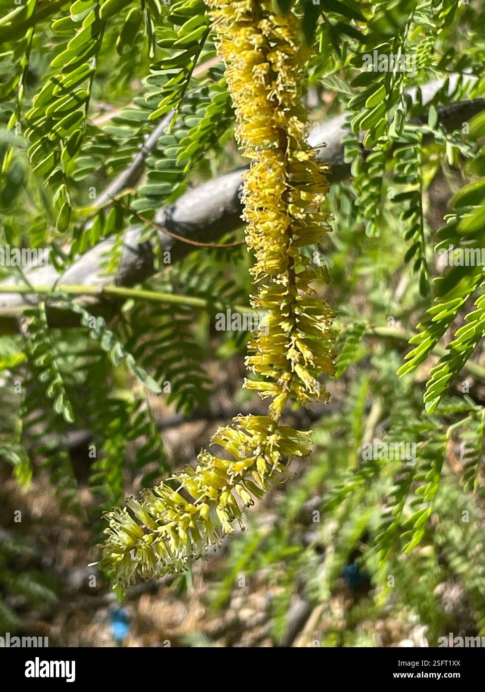 mesquite (Neltuma juliflora), Plantae, São Vicente, Cape Verde, CV ...