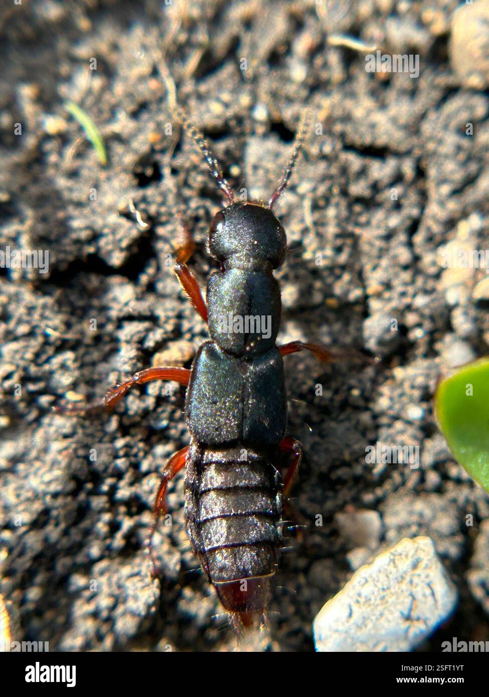 (Dinothenarus saphyrinus), Insecta, San Luis Obispo, CA, US Stock Photo ...