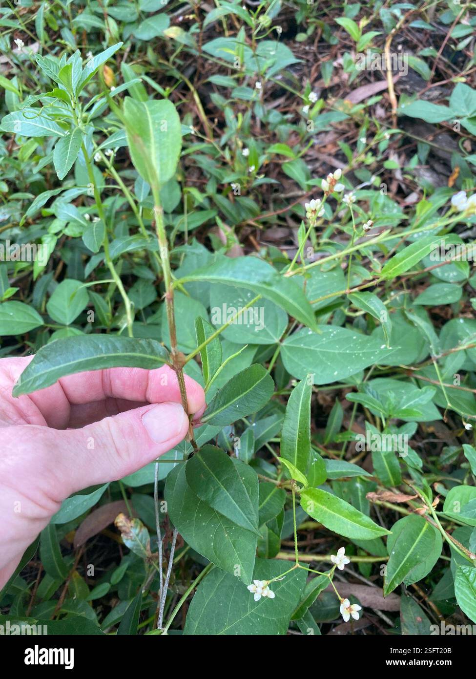 spotted knotweed (Persicaria strigosa), Plantae, Southeast Outer ...