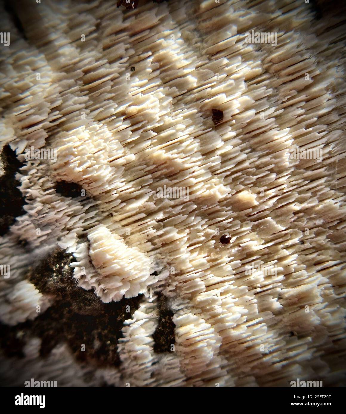 Milk-white Toothed Polypore (Irpex lacteus), Fungi, Highland Dr, Los ...