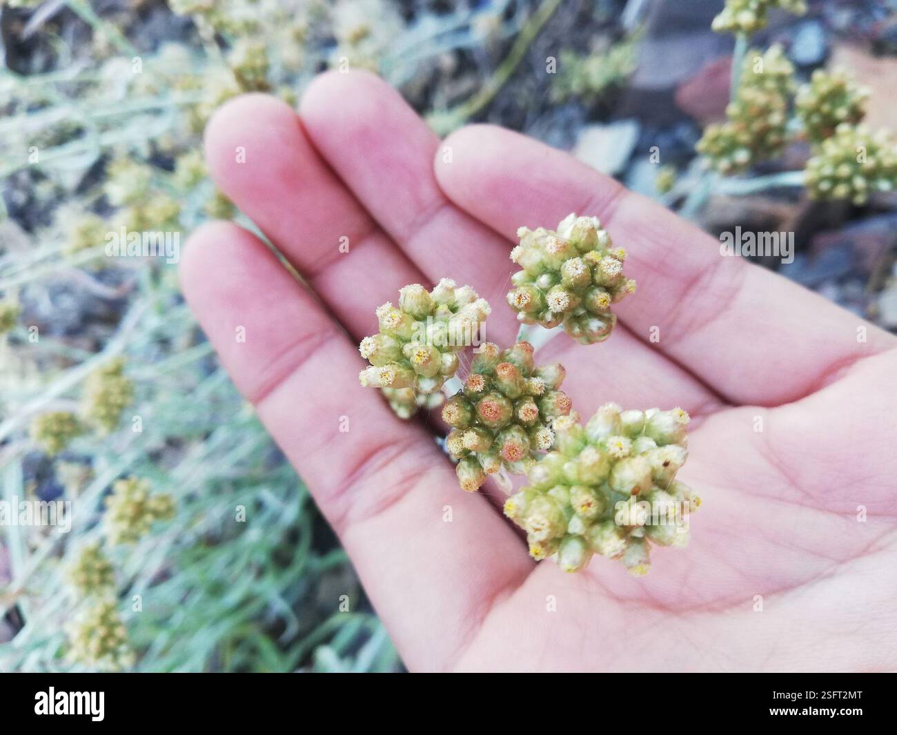 Jersey Cudweed (Pseudognaphalium luteoalbum), Plantae, Funcho Stock ...