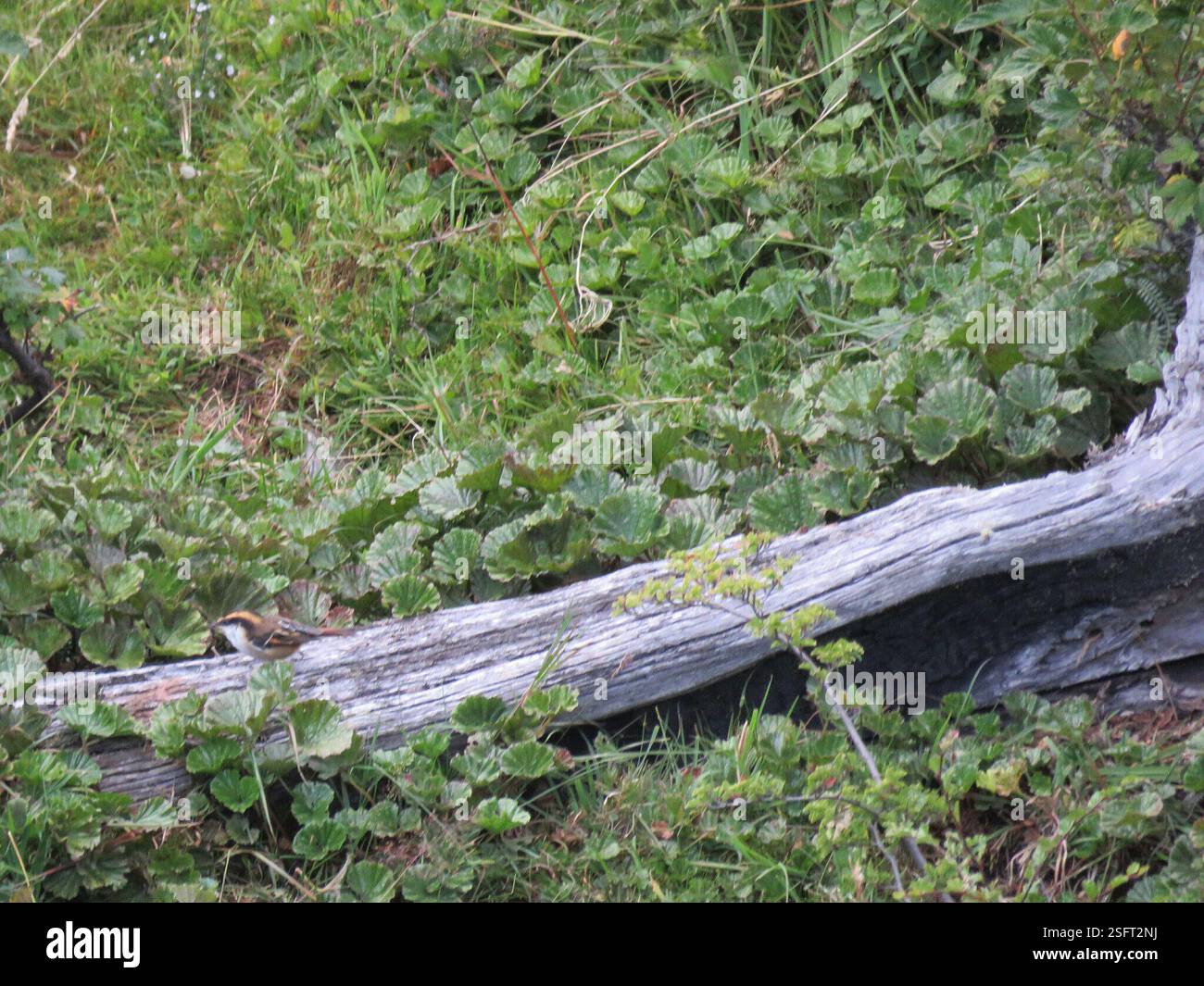 Thorn-tailed Rayadito (Aphrastura spinicauda), Aves, Ushuaia, Tierra ...